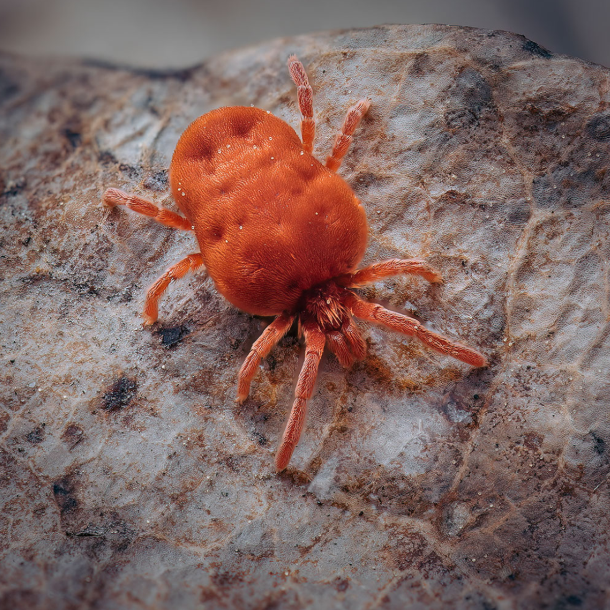 Clover Mites - Q Pest Control Services WLL