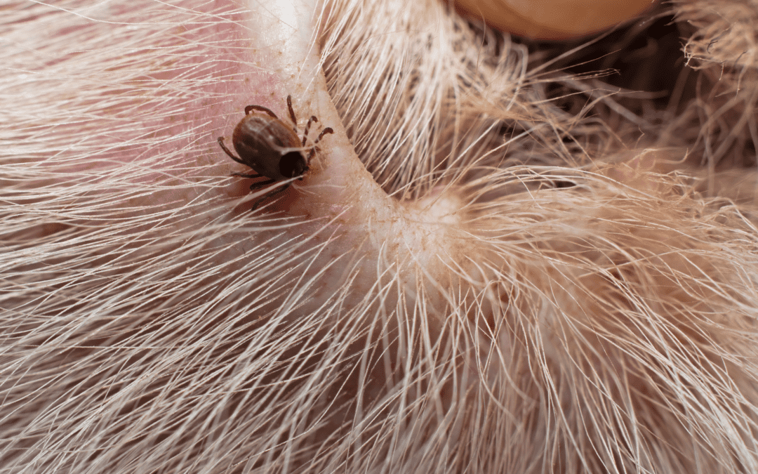 Fleas - Q Pest Control Services WLL