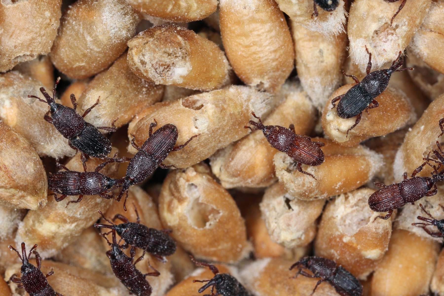 Grain Pests - Q Pest Control Services WLL