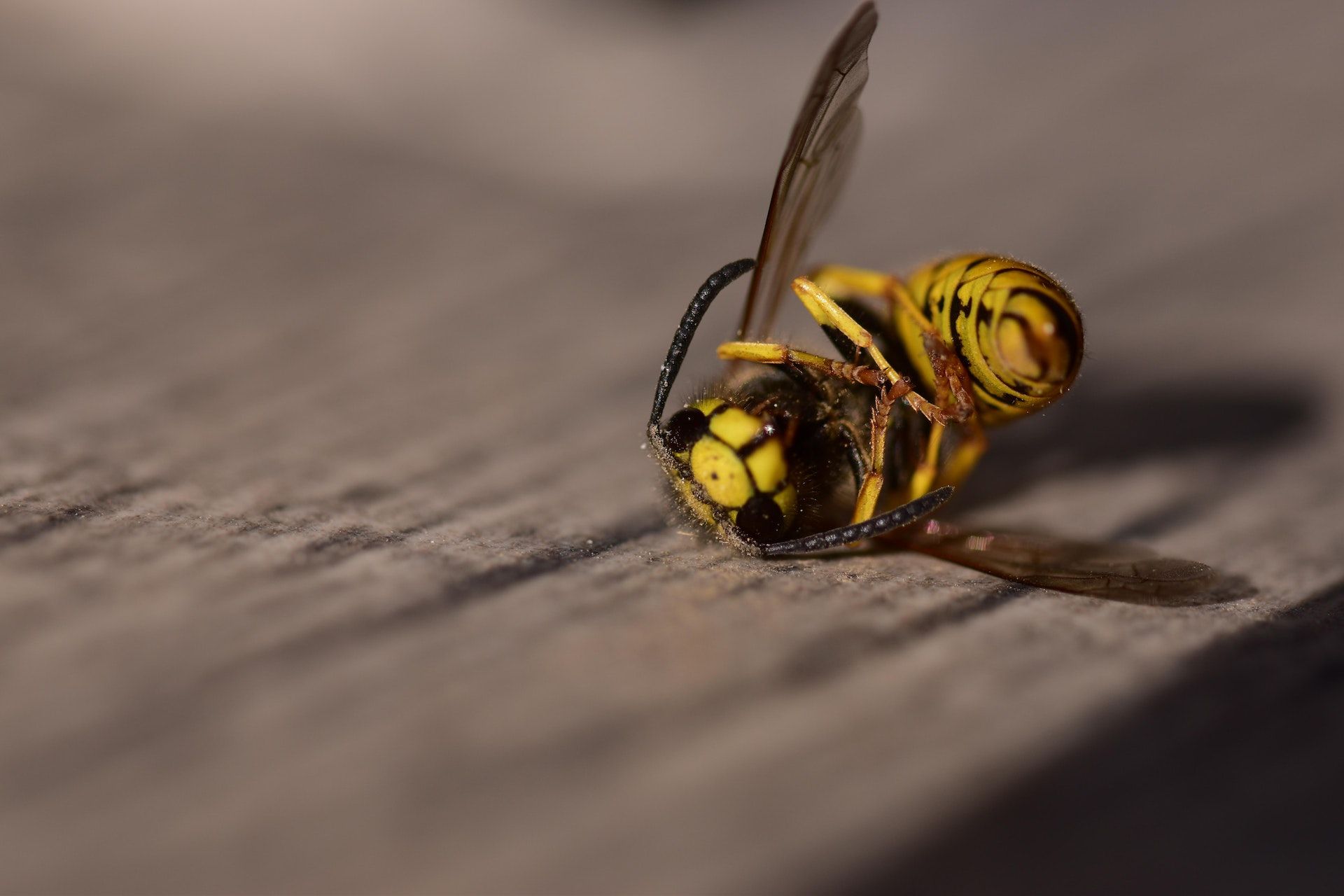 Yellow Jacket - Q Pest Control Services WLL