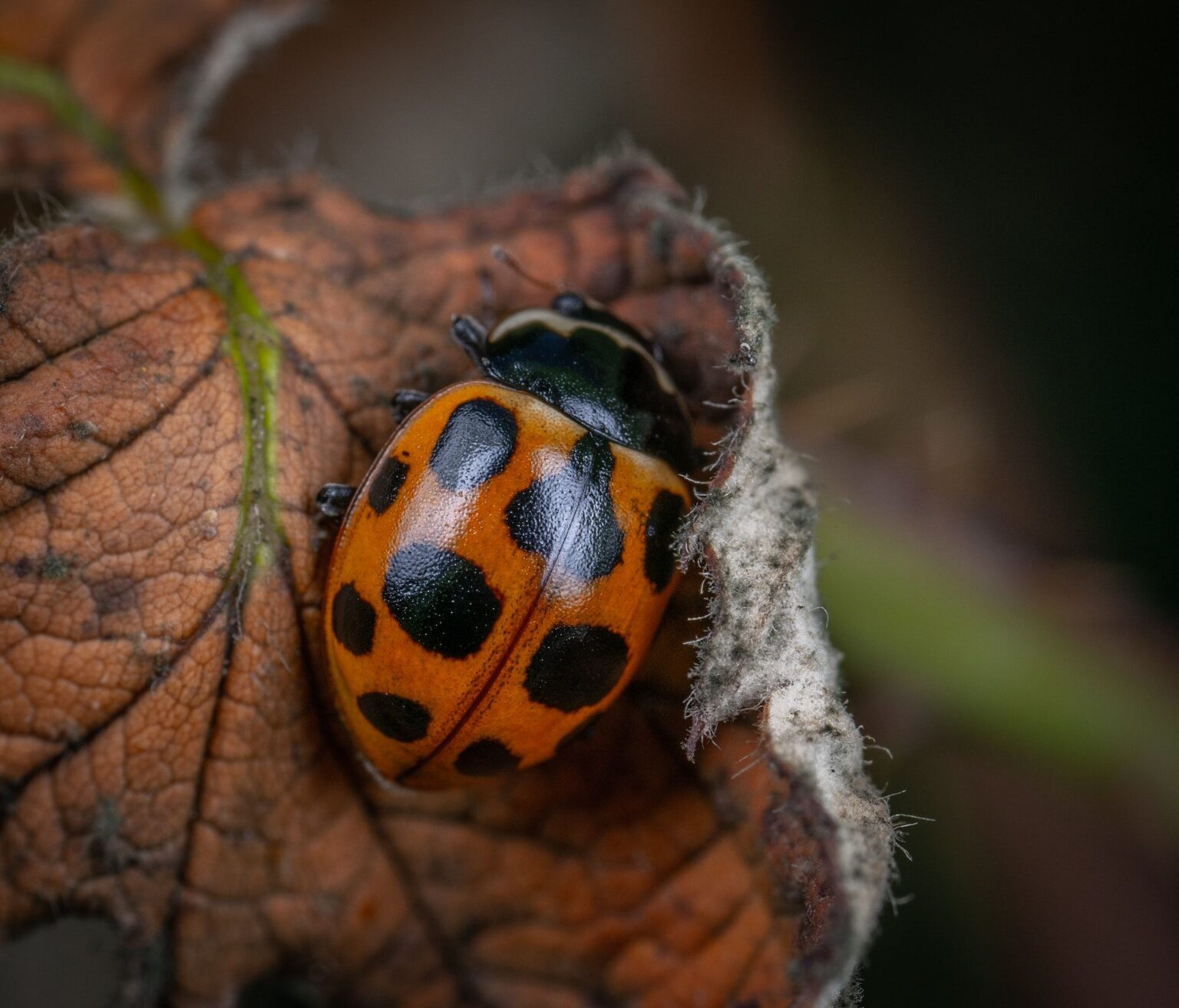 Lady Bugs - Q Pest Control Services WLL