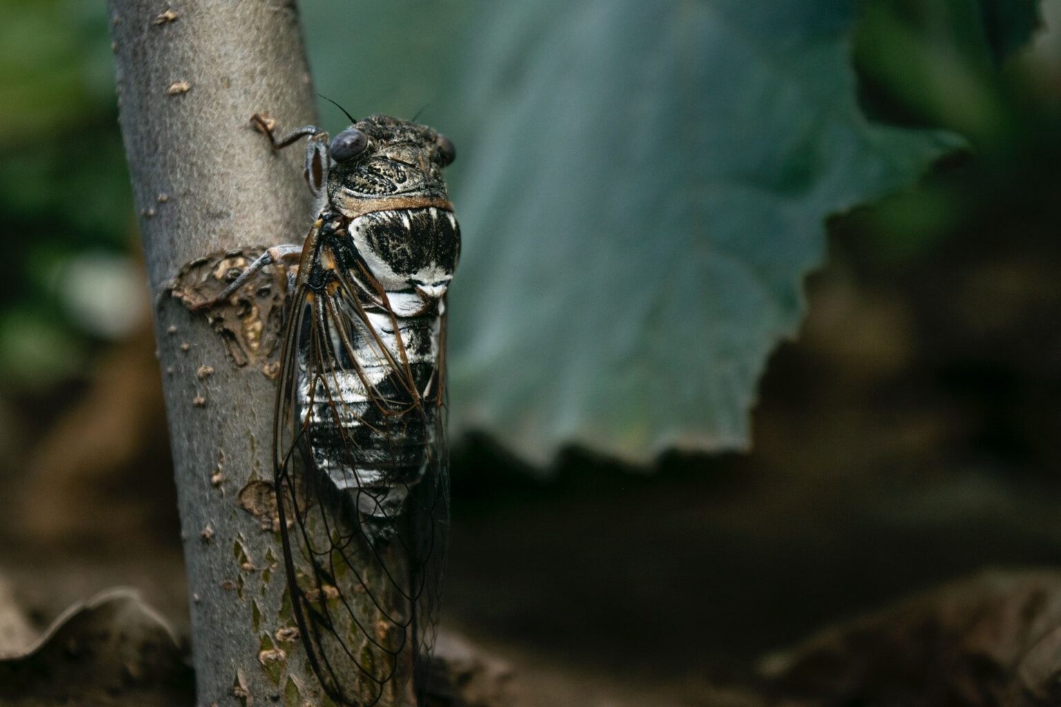 Cicada Killers - Q Pest Control Services WLL